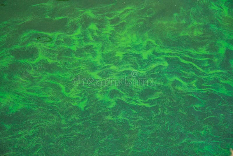 Green Water Effect with Sun Reflection in Swimming Pool Stock Image ...