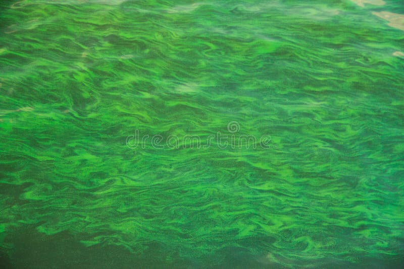 Green Water Effect with Sun Reflection in Swimming Pool Stock Photo ...