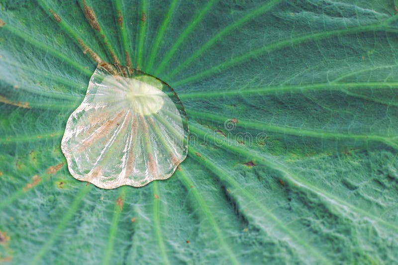 Green Water Lily Leaf with a Large Drop of Water Inside in a Funnel ...