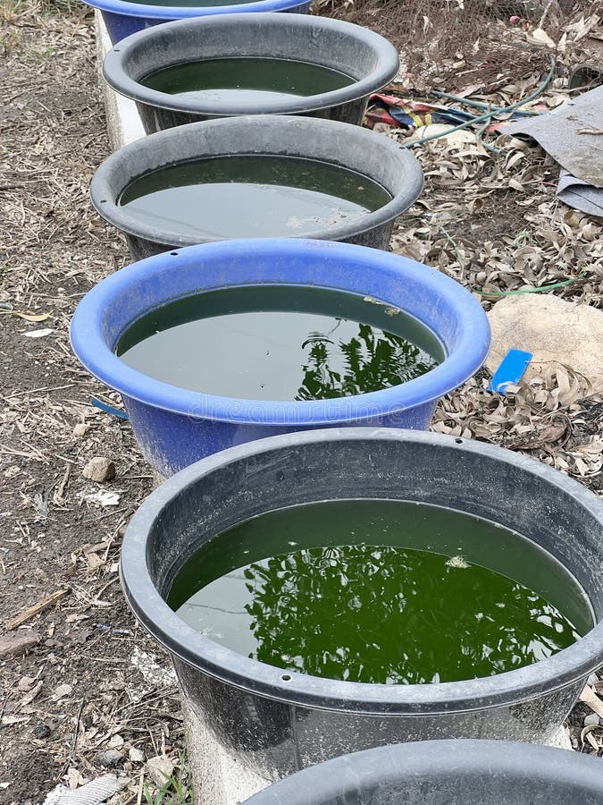 Chlorella Farm Stock Photos - Free & Royalty-Free Stock Photos from ...