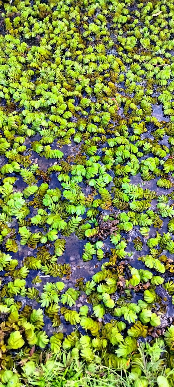 Green Water Plan Cascading in the Pond Stock Photo - Image of plan ...