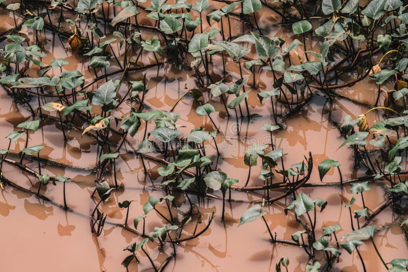 Water Plants on Mud Water Surface Stock Illustration - Illustration of ...