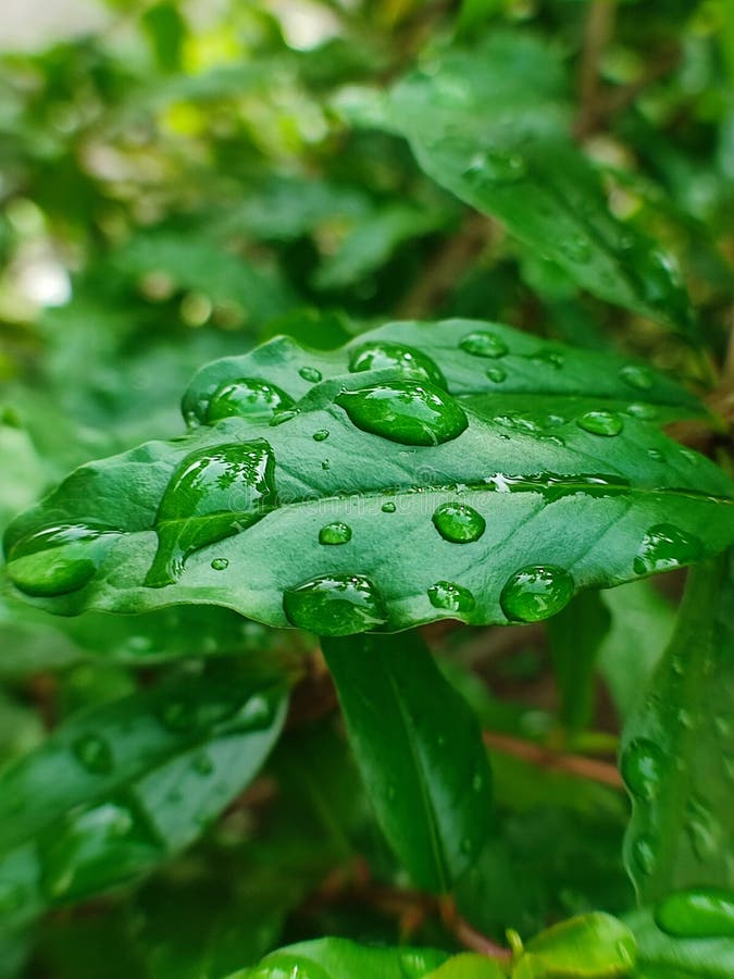 Big raindrop on a leaf stock photo. Image of rainy, raindrops - 125668512