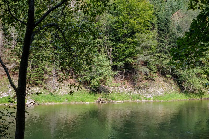 Green Water River Behind the Trees in Summer Stock Photo - Image of ...