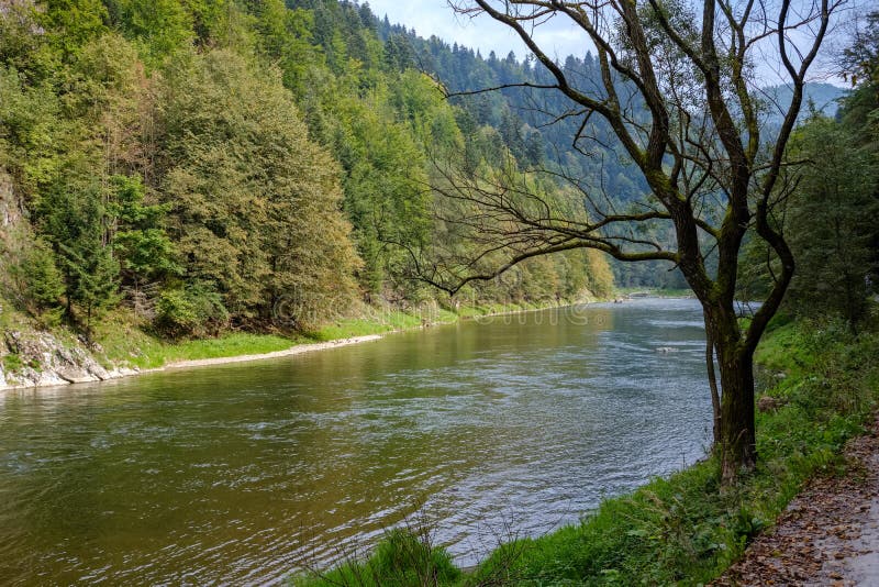 Green Water River Behind the Trees in Summer Stock Photo - Image of ...