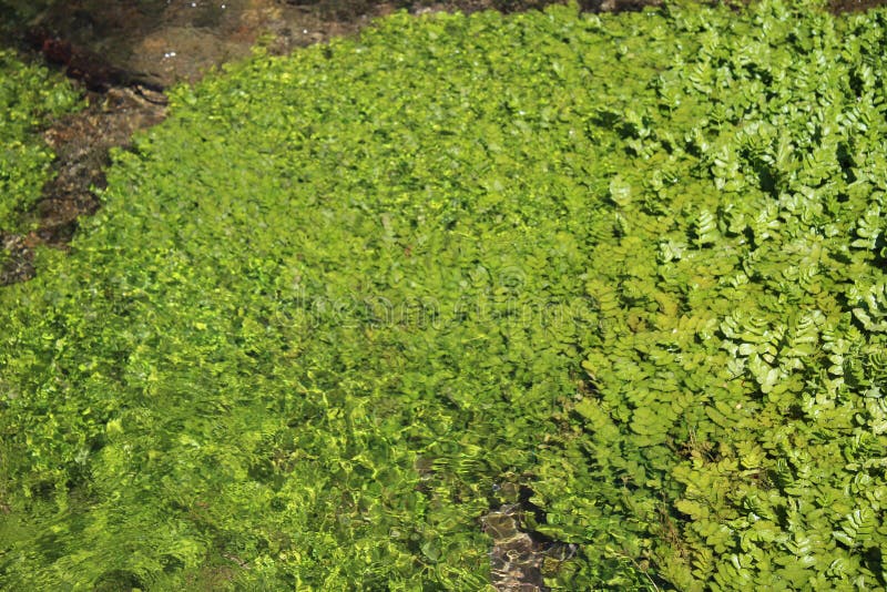 Green Water River Grass, Algae Stock Photo - Image of common, water ...