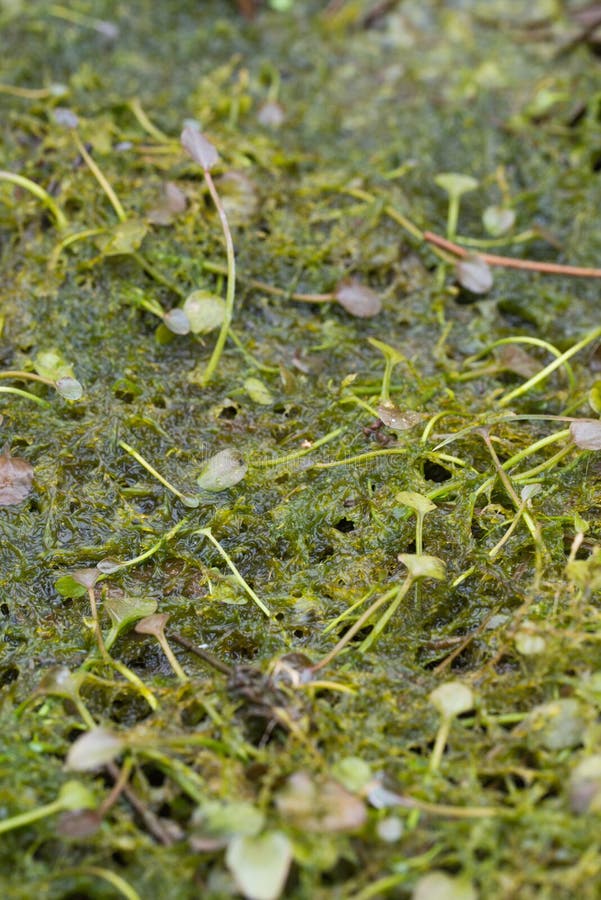 Green water swamp stock photo. Image of swamp, inside - 113177910
