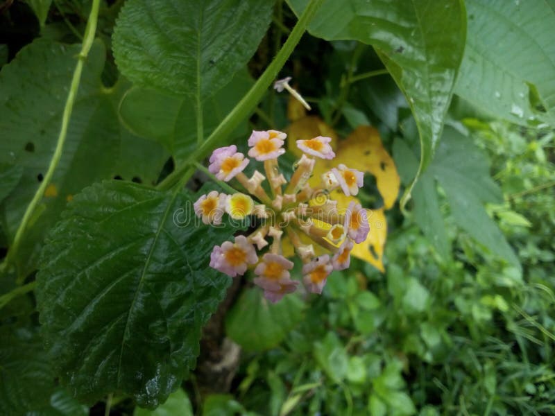 Green stock image. Image of green, water, leef, india - 98760401