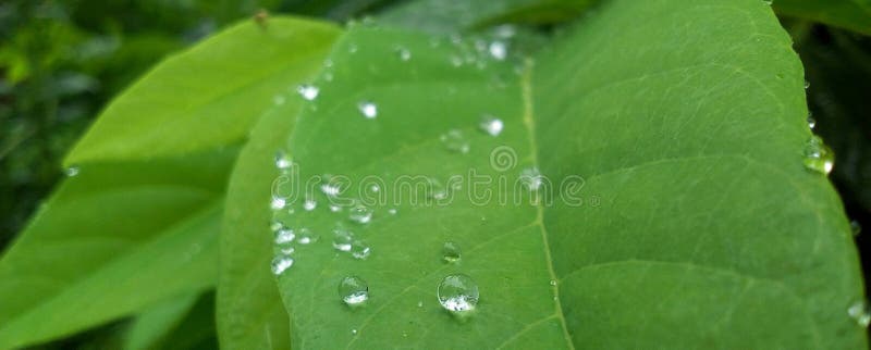 Green stock photo. Image of water, drop, leaf, grass - 98760484