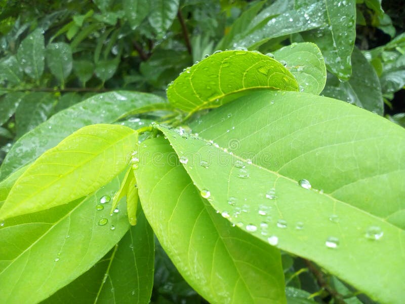 Green stock image. Image of leaf, organism, green, india - 98760489