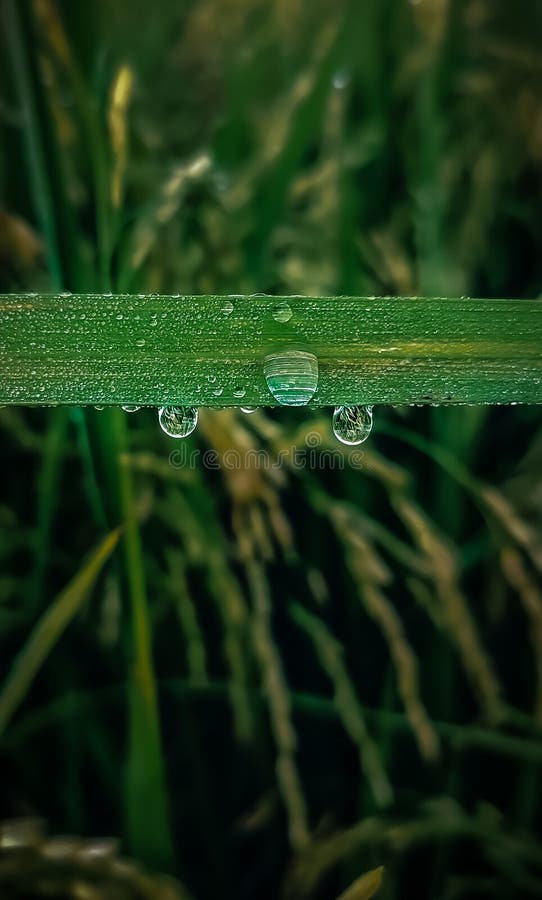 Green water tree stock photo. Image of leaf, green, frost - 223002188