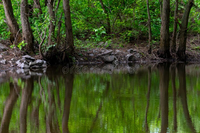 Green Water and Green Trees Reflected in the Water Stock Photo - Image ...