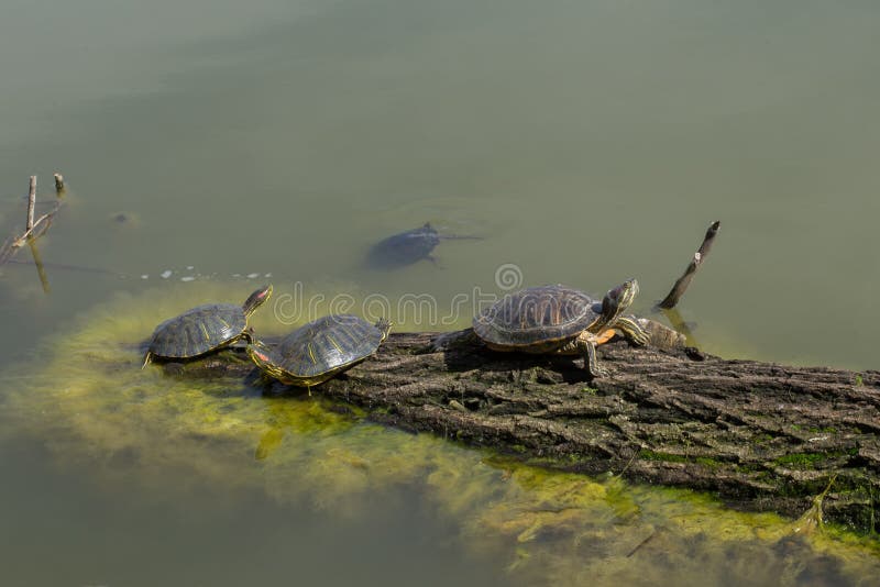 Green Water Turtles on the Log at Old Morass Stock Image - Image of ...