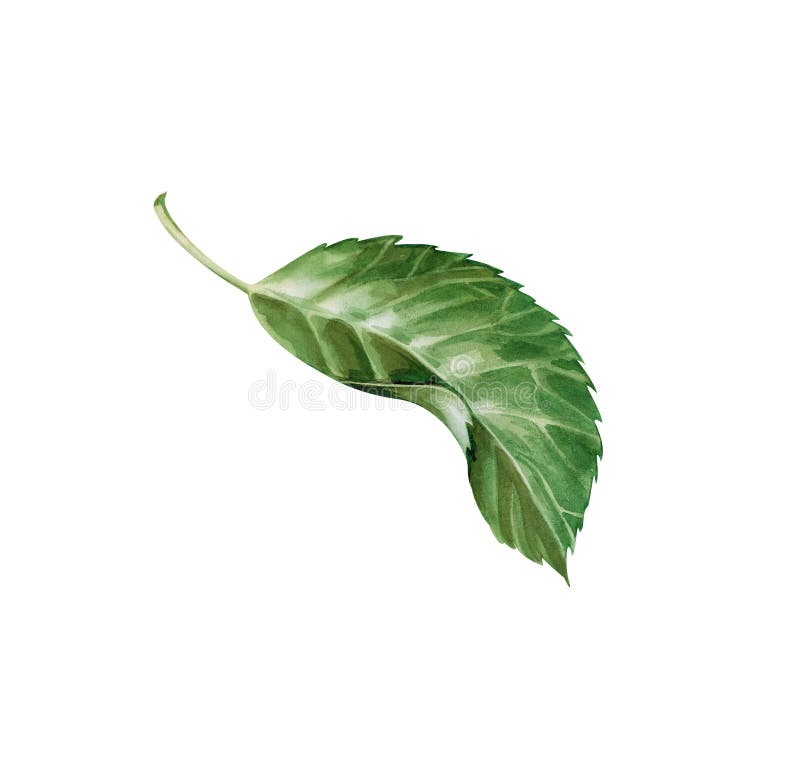 Green Watercolor Apple Tree Leaf Hand-drawn. an Isolated Fruit Tree ...