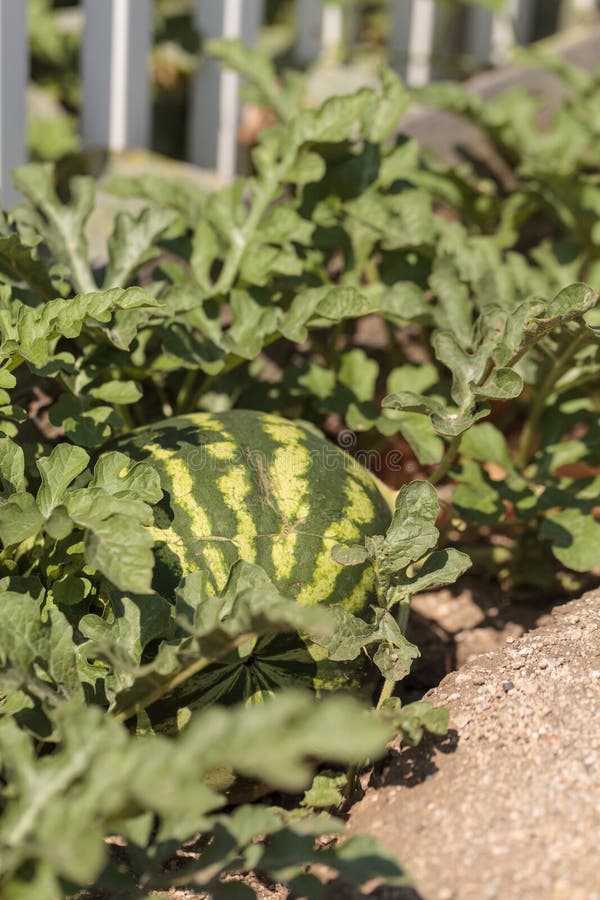 292 Watermelon Patch Stock Photos - Free & Royalty-Free Stock Photos ...