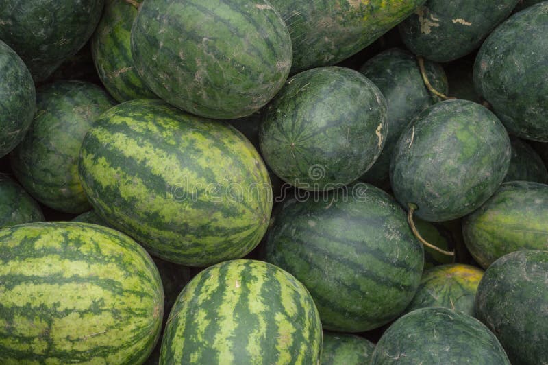 Green watermelon stock image. Image of blue, healthy - 73993385