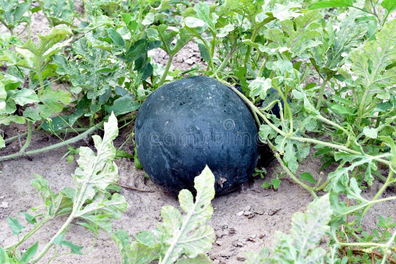 Watermelon Ripens on a Melon Patch in the Field. Stock Image - Image of ...