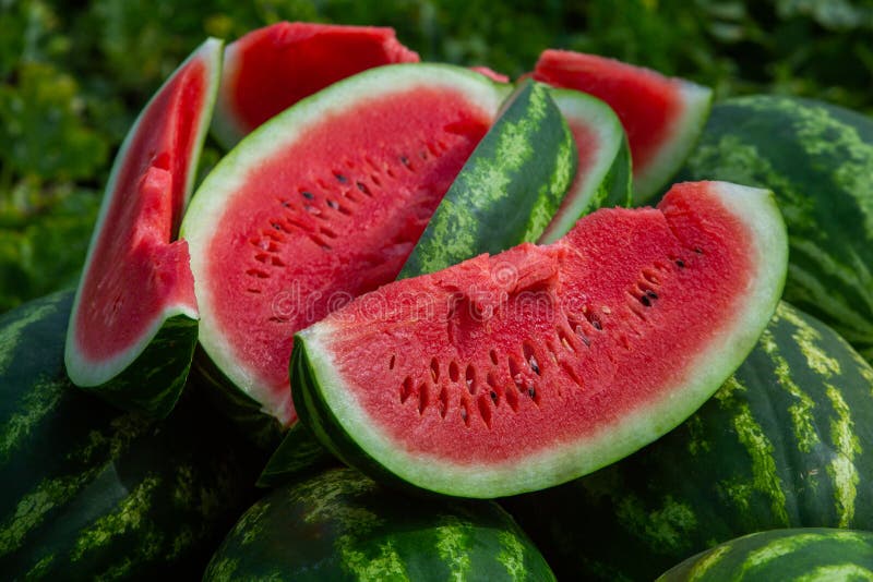 Green Watermelons in the Field, Closeup of Photo. Stock Image - Image ...