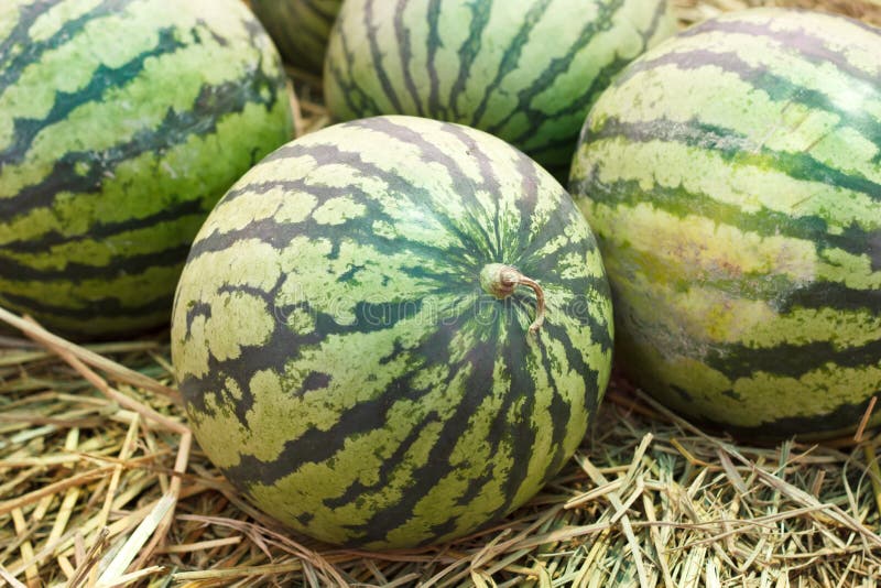 Green watermelons stock image. Image of food, fresh, diet - 57190959