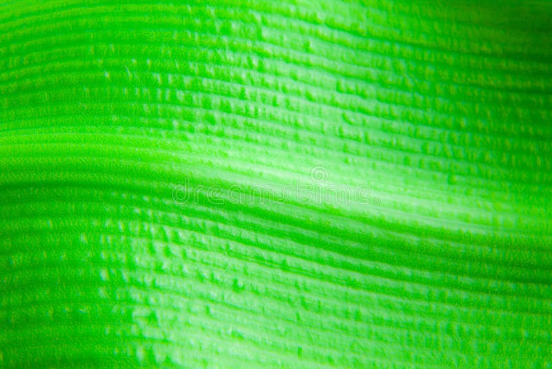 Green wave background stock photo. Image of growing, green - 94566068