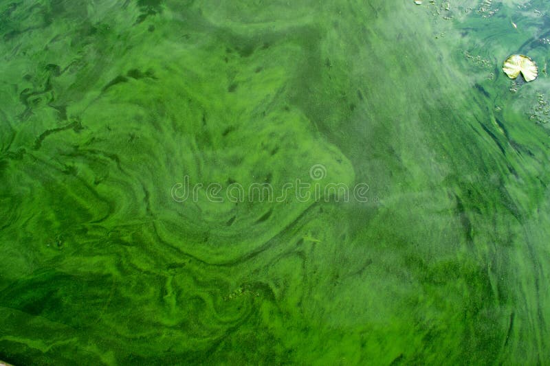 Green Wave Dirty Water, Dirty Algae.Dirty Sea, Environmental Problem of ...