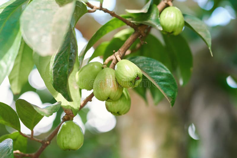 Garden with Wax Apple Fruit Stock Photo - Image of orchard, foodie ...