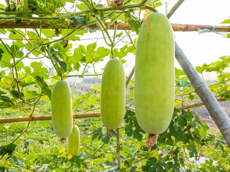 Green wax gourd on field stock photo. Image of winter - 41099480