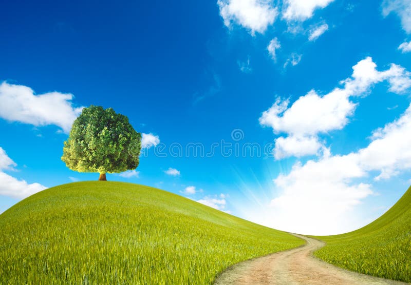Sunset way background stock photo. Image of field, plant - 24049760