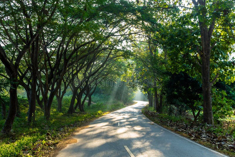 Green way stock image. Image of leafage, lush, field - 88982953