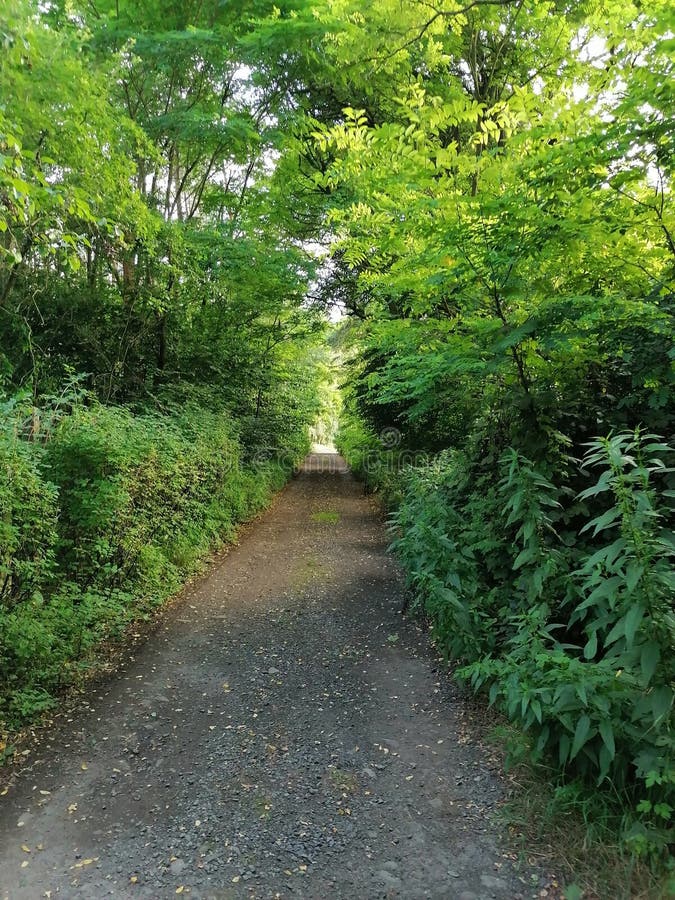 Green way stock image. Image of nature, waterway, forest - 207676435