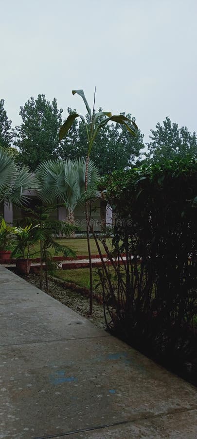 Green Way Path Surrounded by Green Plants Stock Photo - Image of tree ...