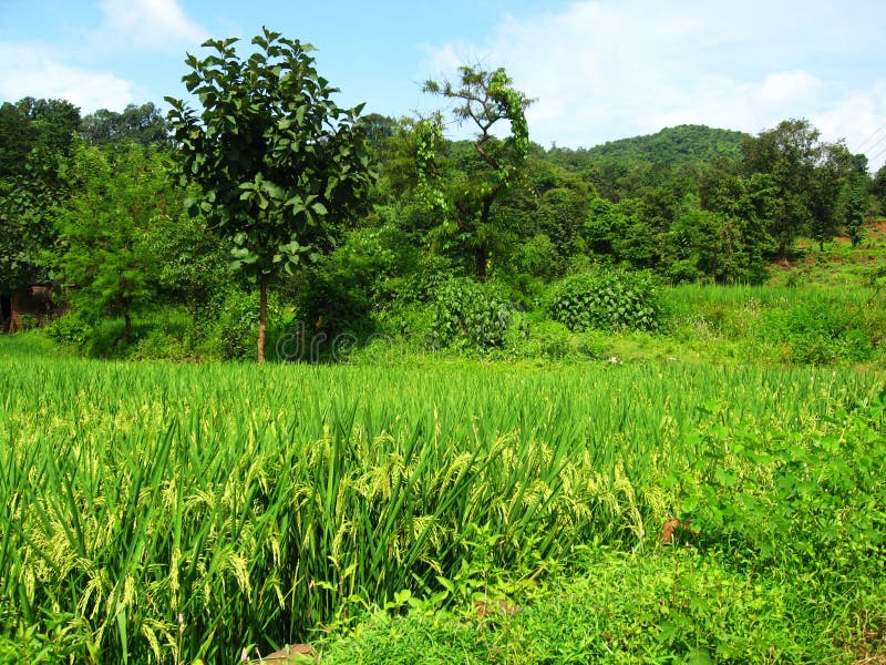 Green wealth of nature stock image. Image of cool, vibrancy - 18021283