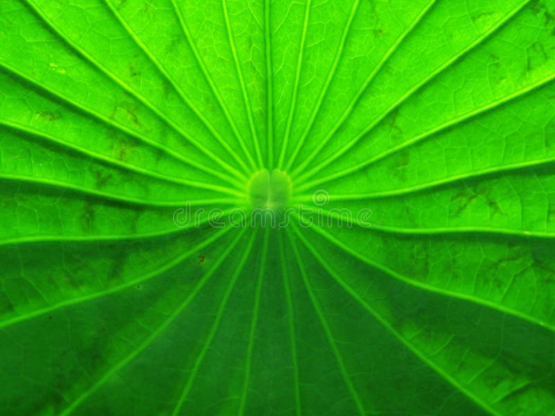 Green web stock image. Image of lotus, form, leaf, plant - 10905007