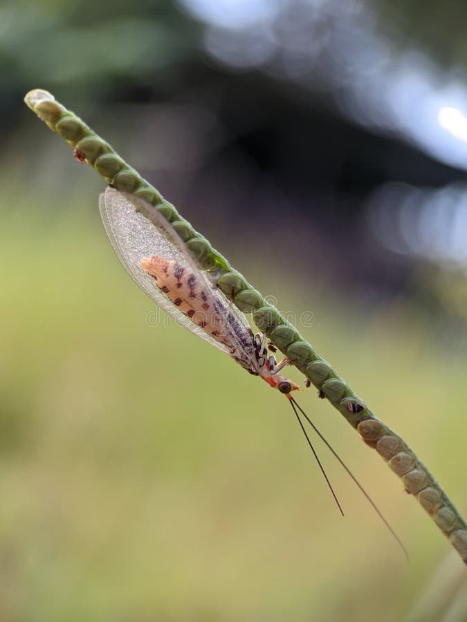 Green web fly species stock image. Image of grass, leaf - 376084981