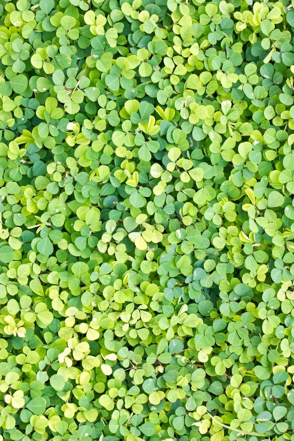 Green Weed Background. stock image. Image of closeup - 36582143