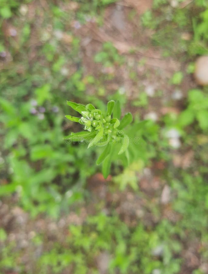 Green Weed Flower with Seeds Stock Photo - Image of green, flower ...