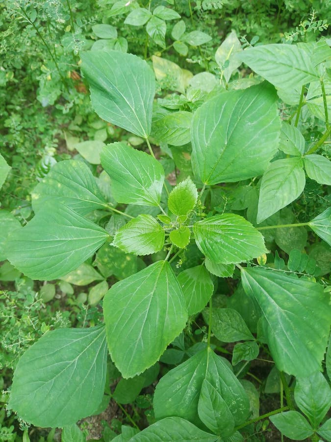Green Weed Growing in the Backyard Stock Image - Image of soil, leaf ...