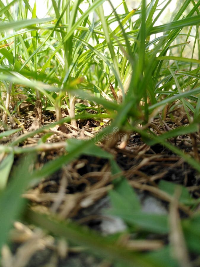 Green Weed at Home Garden stock photo. Image of plant - 312845752