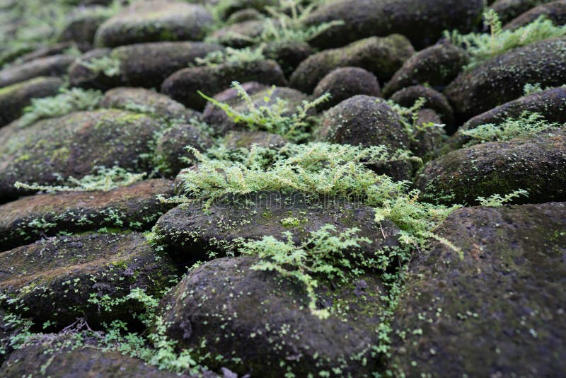 Green weed stock image. Image of stone, growing, lichen - 81001537