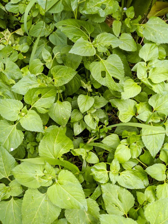 Green weed plants stock photo. Image of grass, lawn - 204911140