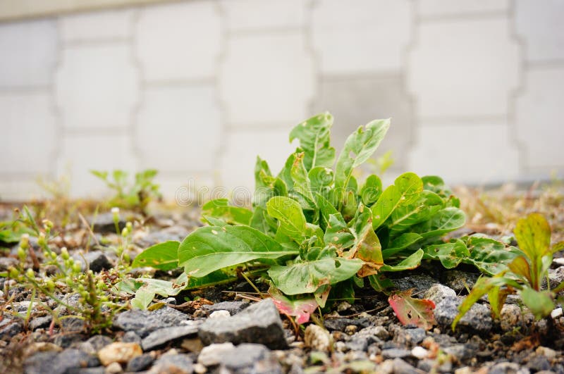 Green weed stock photo. Image of stones, green, weed - 44425566