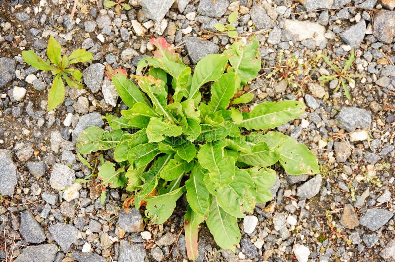 Green weed stock photo. Image of plant, green, weed, stones - 44425622