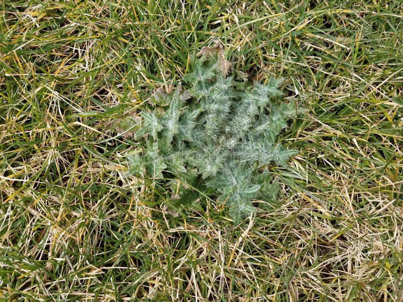 Spiky weed stock image. Image of wild, rietvlei, natural - 48451025