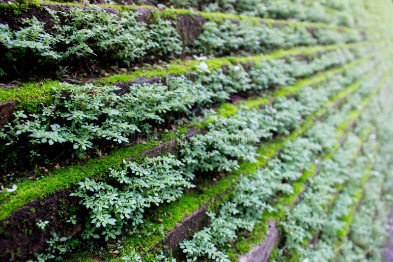 Green weed on the wall. stock photo. Image of nature - 127106148