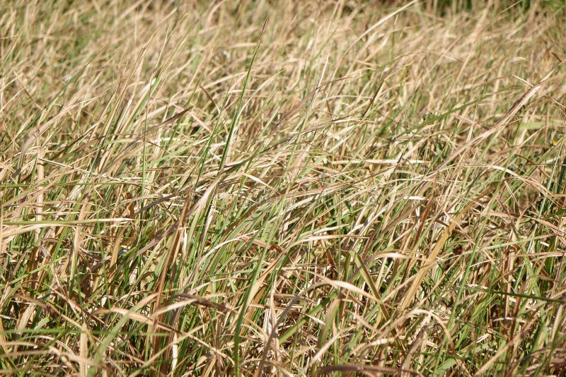 228 Messy Weeds Stock Photos - Free & Royalty-Free Stock Photos from ...