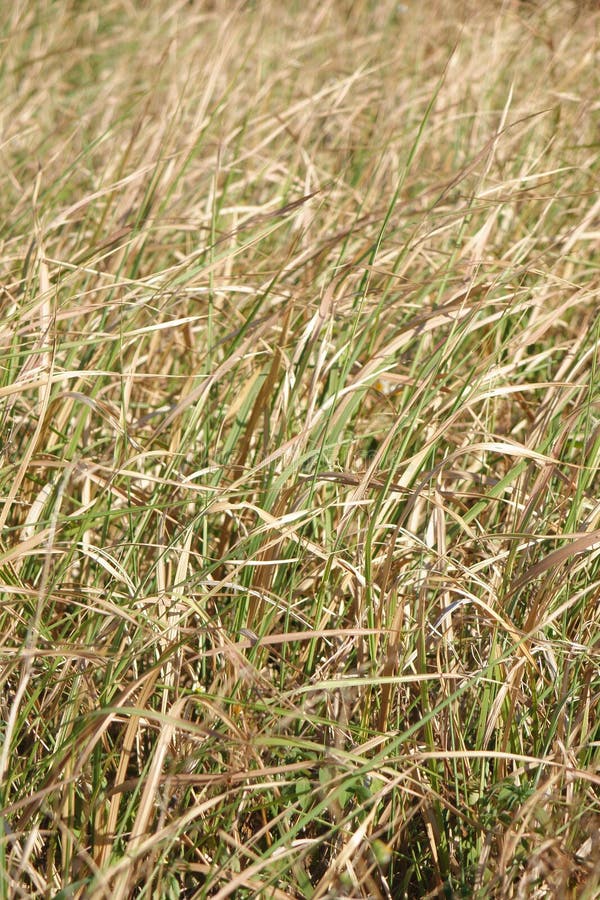 246 Messy Weeds Stock Photos - Free & Royalty-Free Stock Photos from ...