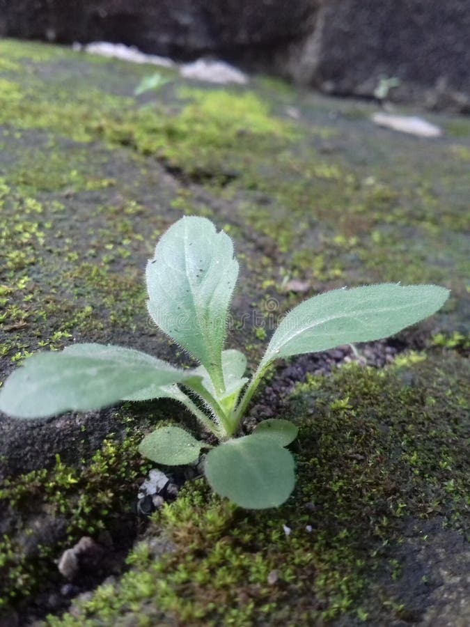 Green weeds and moss stock photo. Image of garden, nature - 210642668