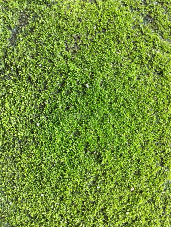 Green Weeds of a Nature with Small Leaf Stock Photo - Image of nature ...