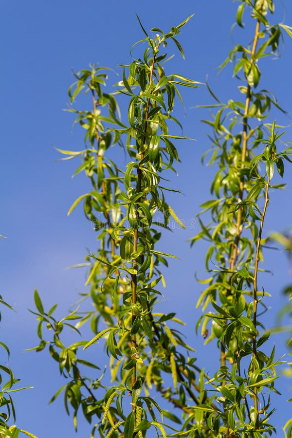 Green Weeping Willow Branches in Detail Stock Image - Image of branch ...