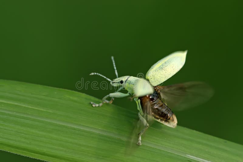 Green weevil stock image. Image of animals, lovely, perched - 24570683
